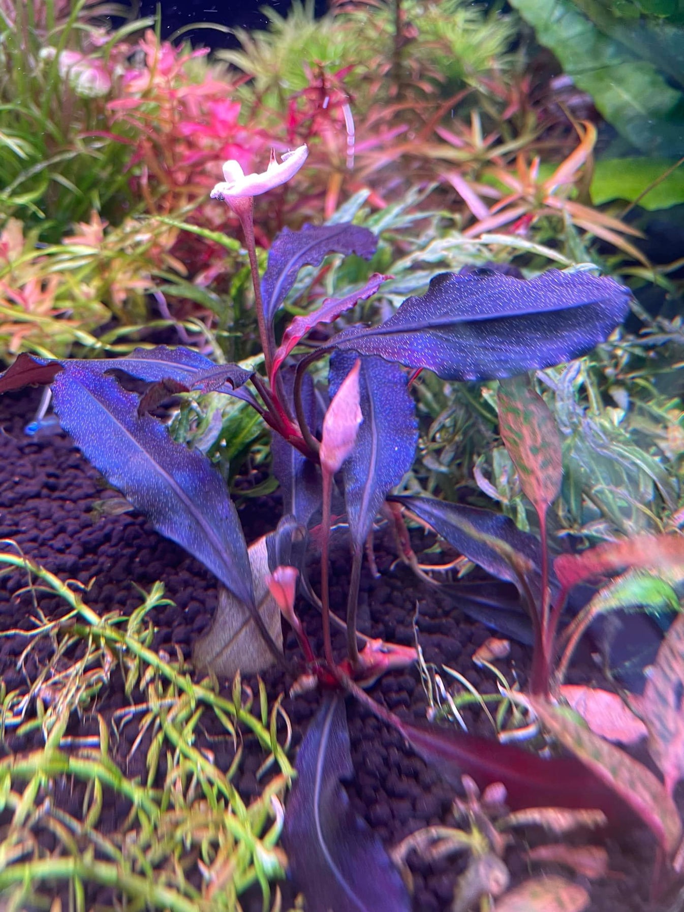 Bucephalandra Ghost 2011/2012 – Aquatic Avenue Online Store