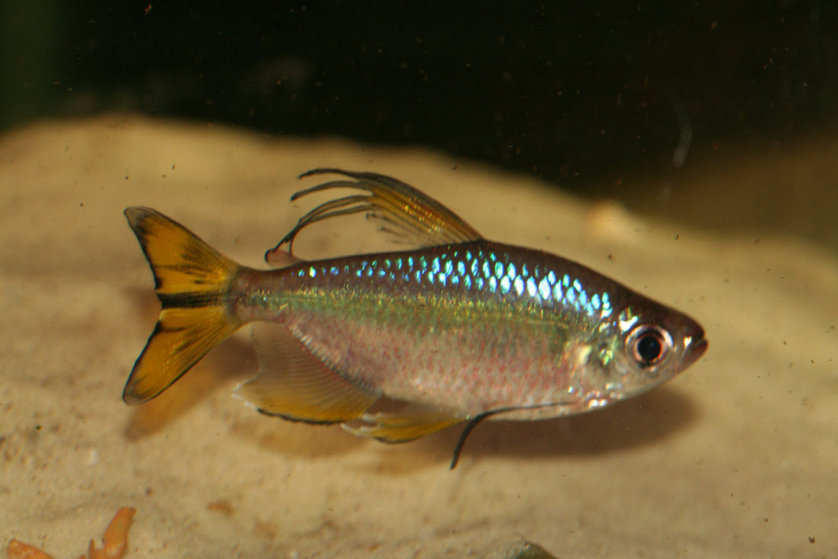 Alestopetersius caudalis (Yellow Congo Tetra) – Aquatic Avenue Online Store