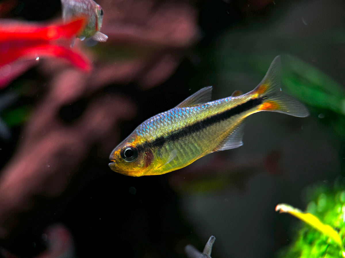 Moenkhausia sp Yellow Apricot – Aquatic Avenue Online Store