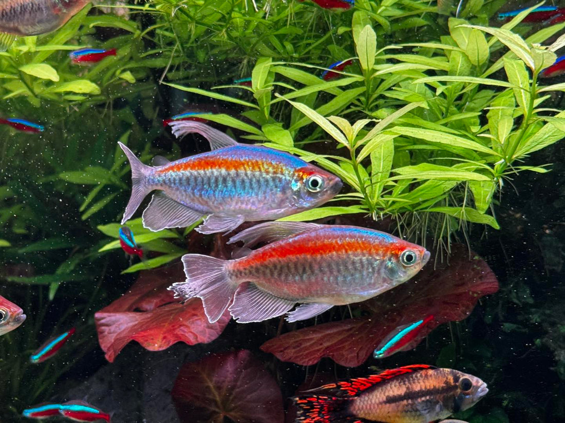 Congo Tetra (Male) – Aquatic Avenue Online Store