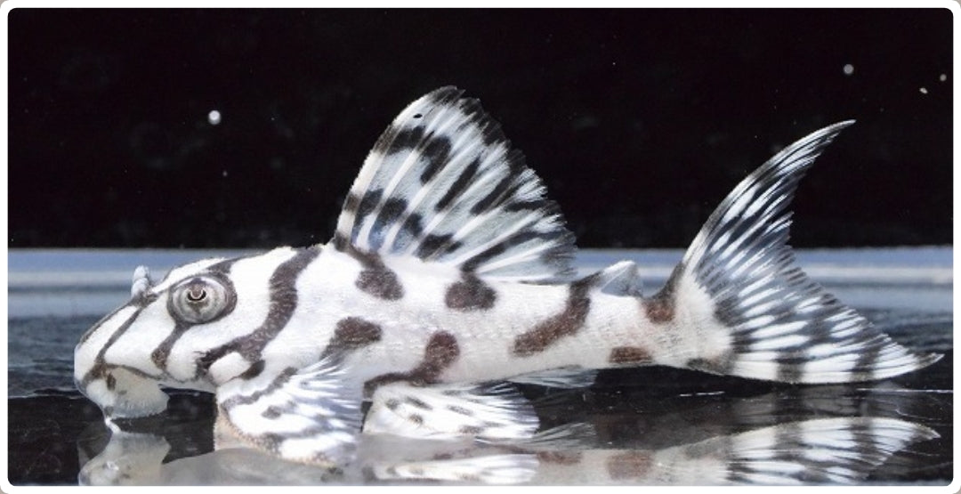 L236 Super White Pleco – Aquatic Avenue Online Store