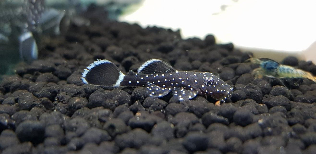 L183 Starlight Pleco – Aquatic Avenue Online Store