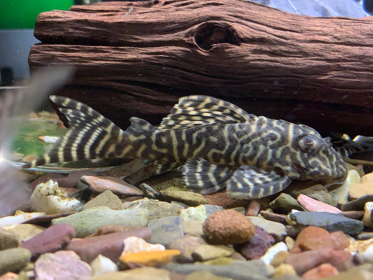 L333 King Tiger Pleco – Aquatic Avenue Online Store