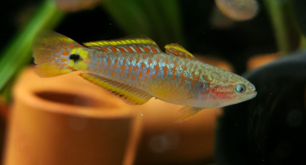 Peacock Gudgeon – Aquatic Avenue Online Store