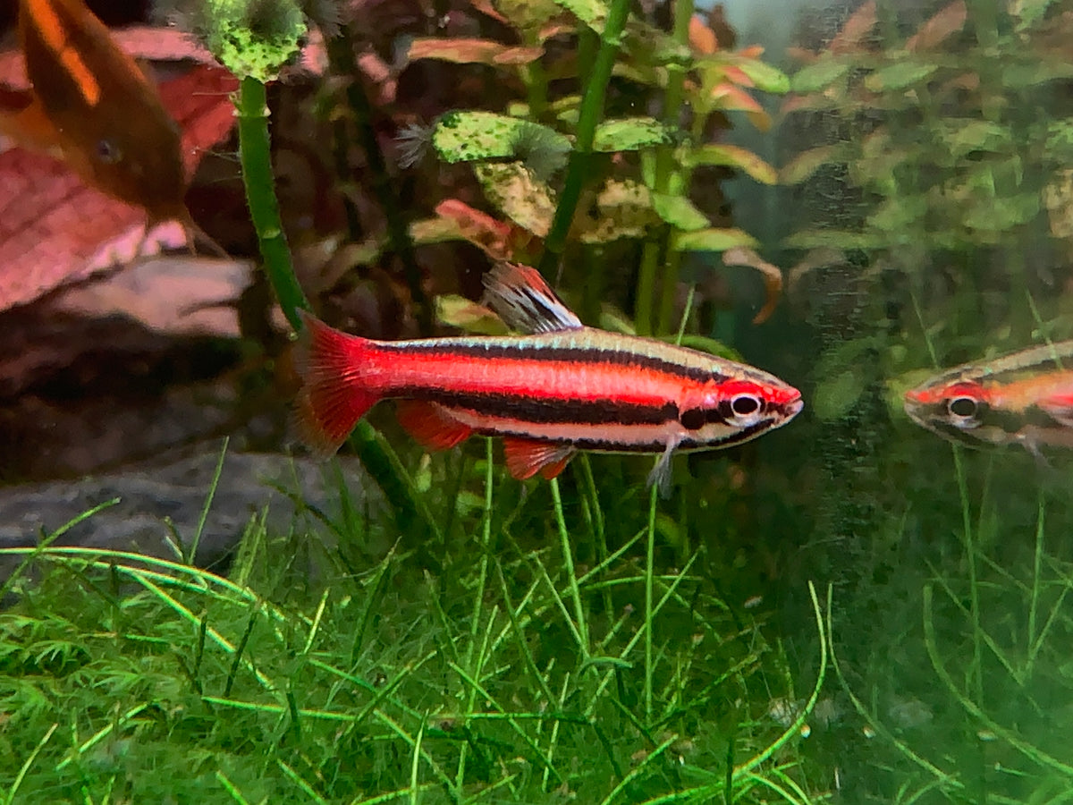 Nannostomus Mortenthaleri “Coral red Pencil” – Aquatic Avenue Online Store