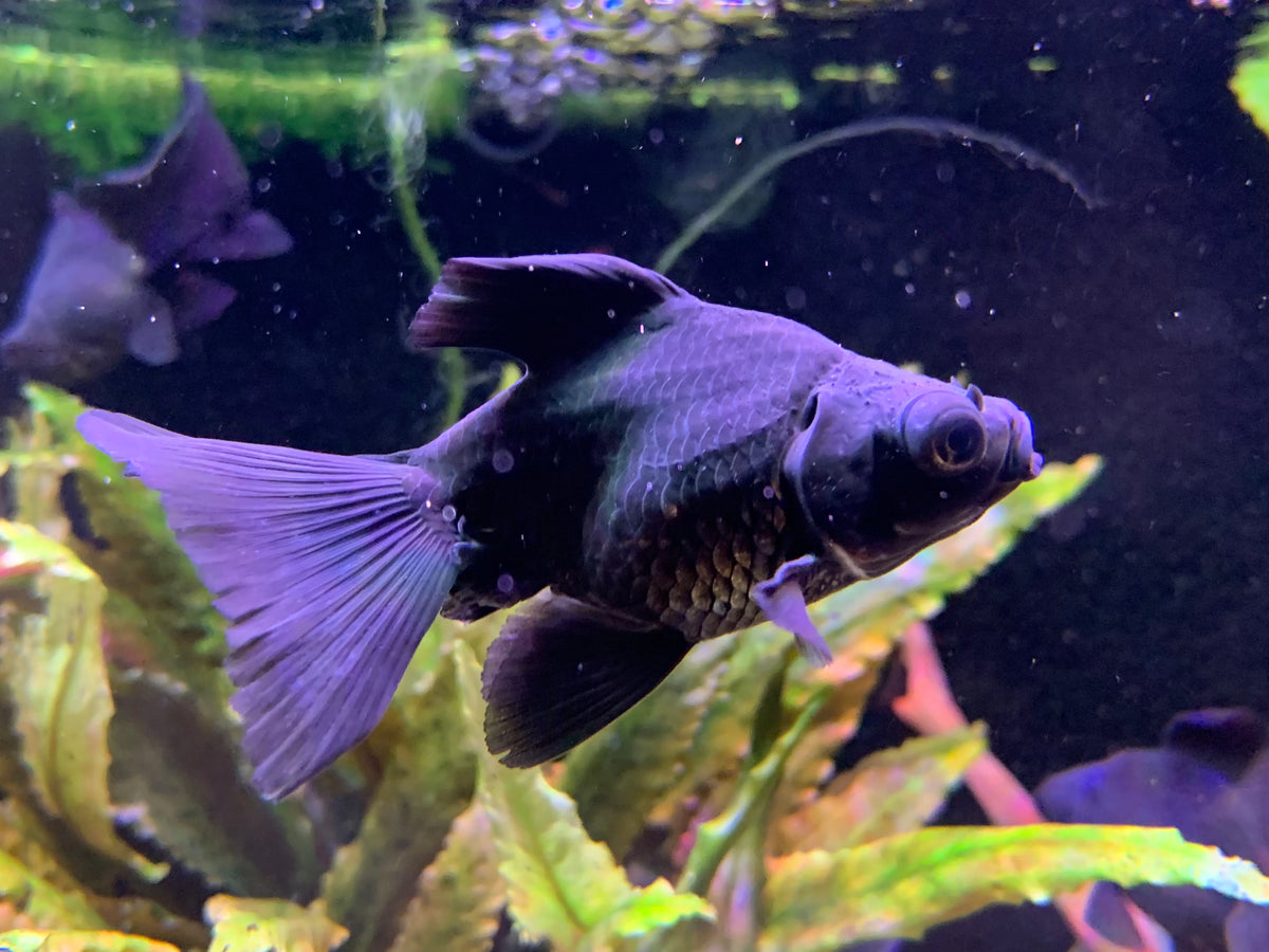 Black Butterfly Goldfish – Aquatic Avenue Online Store