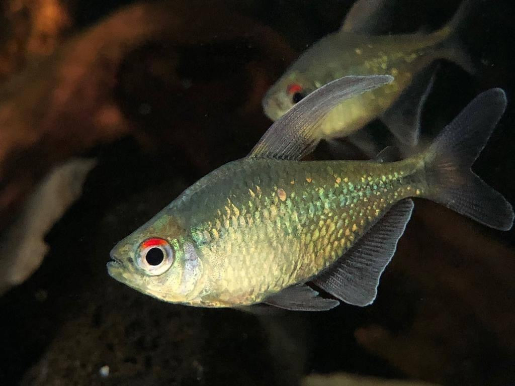 Diamond Tetra – Aquatic Avenue Online Store