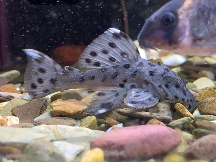 L264 Sultan Pleco – Aquatic Avenue Online Store