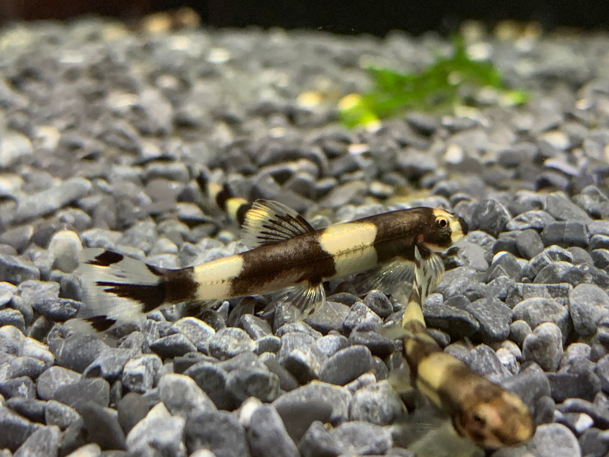 Panda Loach – Aquatic Avenue Online Store