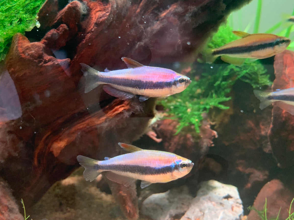 Kerri Tetra – Aquatic Avenue Online Store