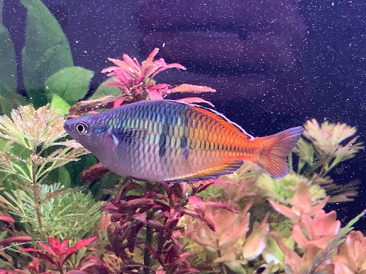 Bosemani Rainbow – Aquatic Avenue Online Store