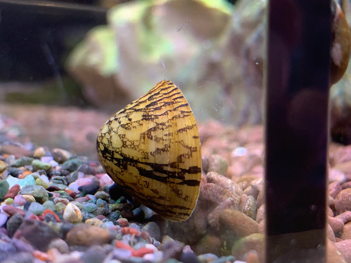 Abalone Snail – Aquatic Avenue Online Store