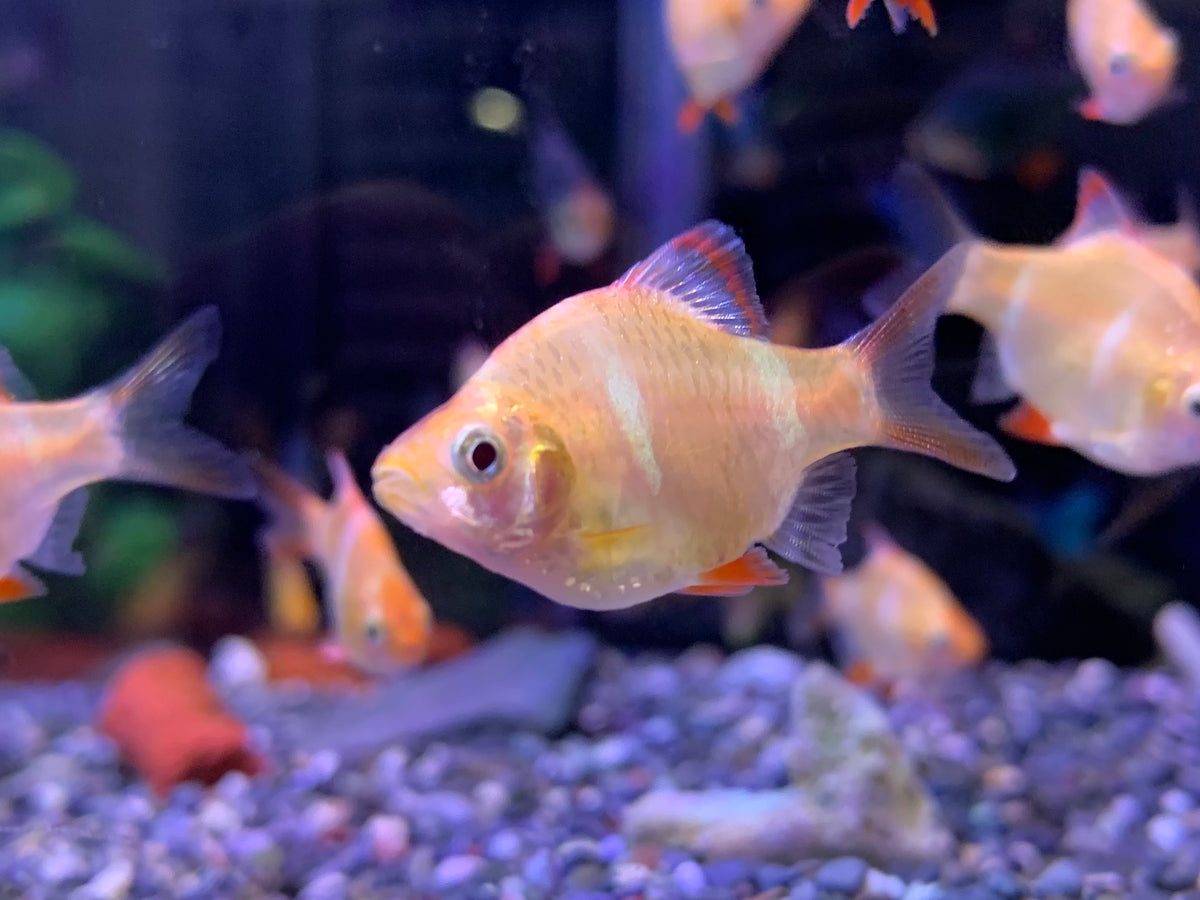 Orange Tigerbarb – Aquatic Avenue Online Store