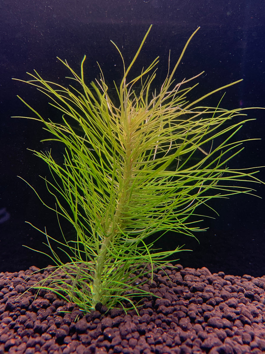 Pogostemon Erectus – Aquatic Avenue Online Store