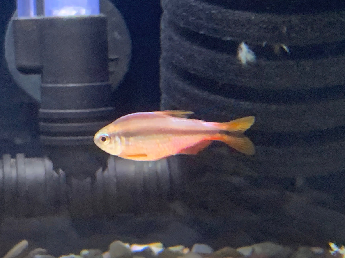 Red Devil Tetra – Aquatic Avenue Online Store